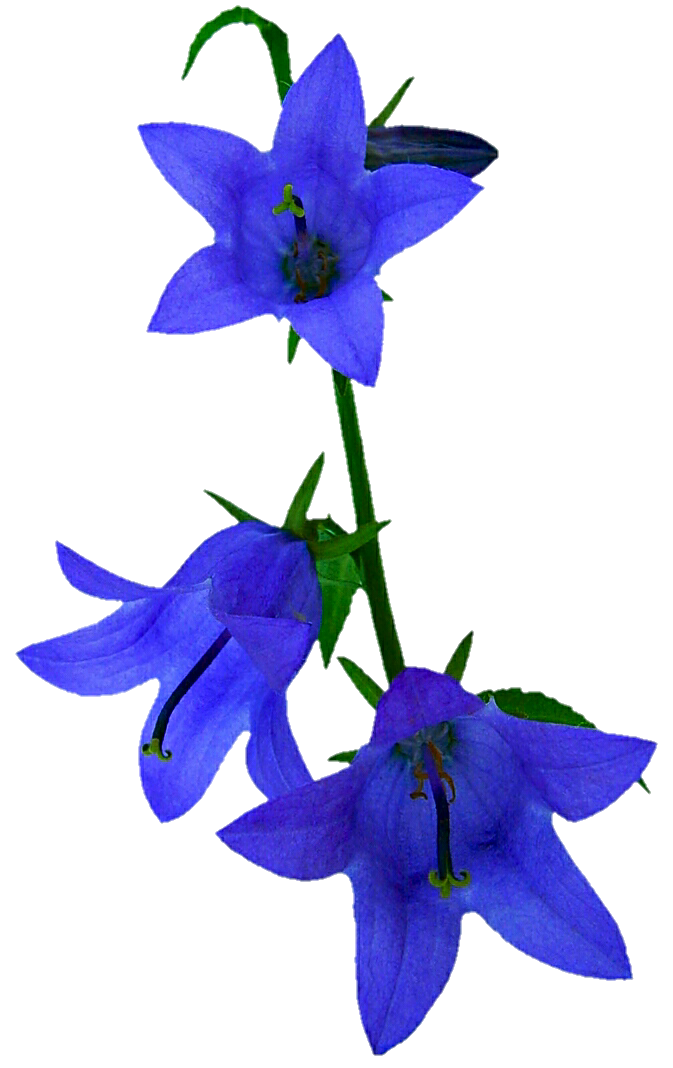 GSAP TEST GSAP TEST